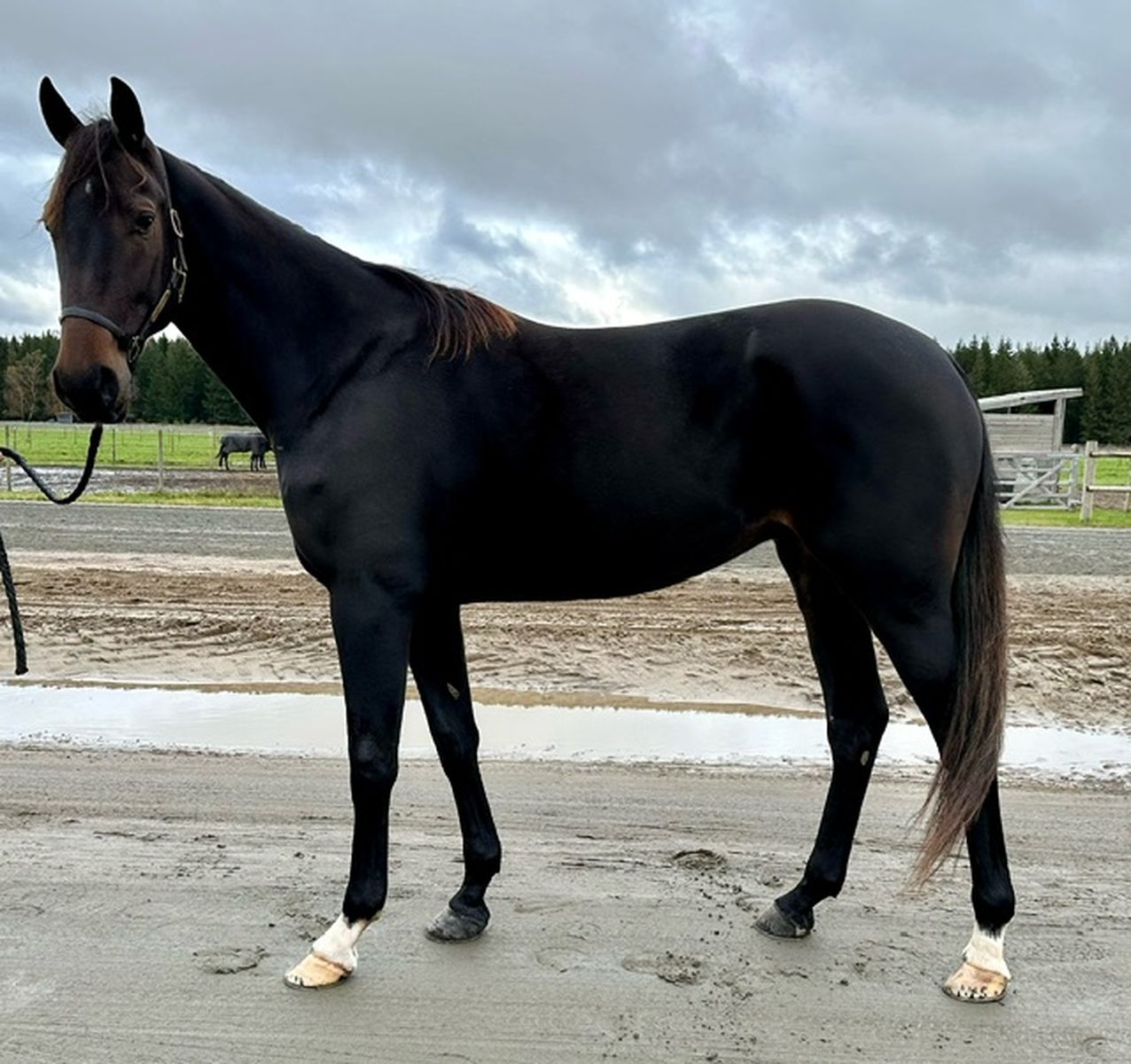 Mr Zimmerman – Travera.nu