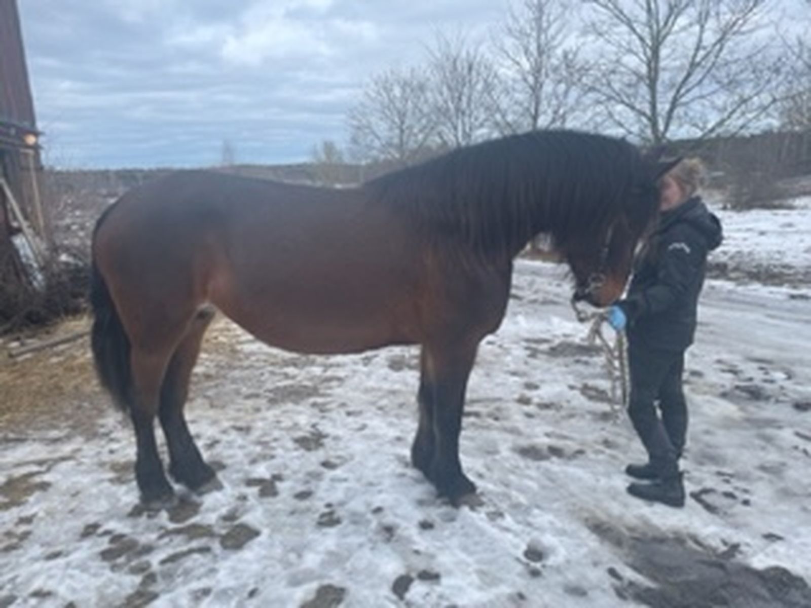 Norheim Frid (NO) – Travera.nu