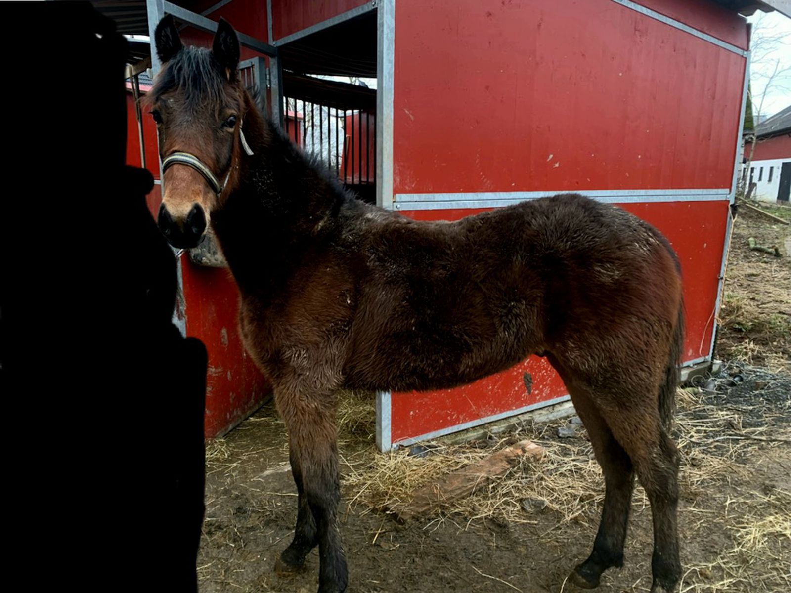 Northstream Cash – Travera.nu