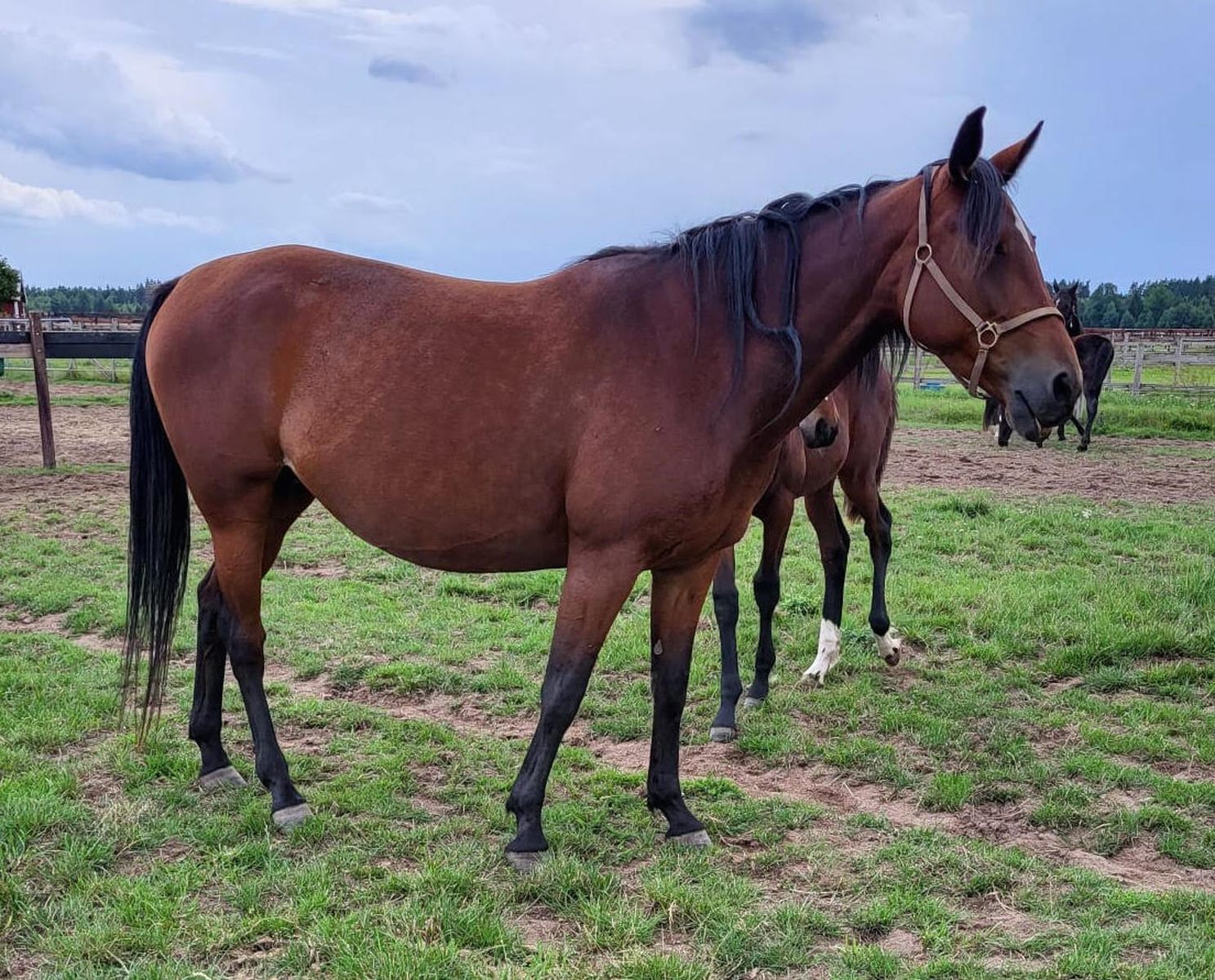 Eagle Princess – Travera.nu