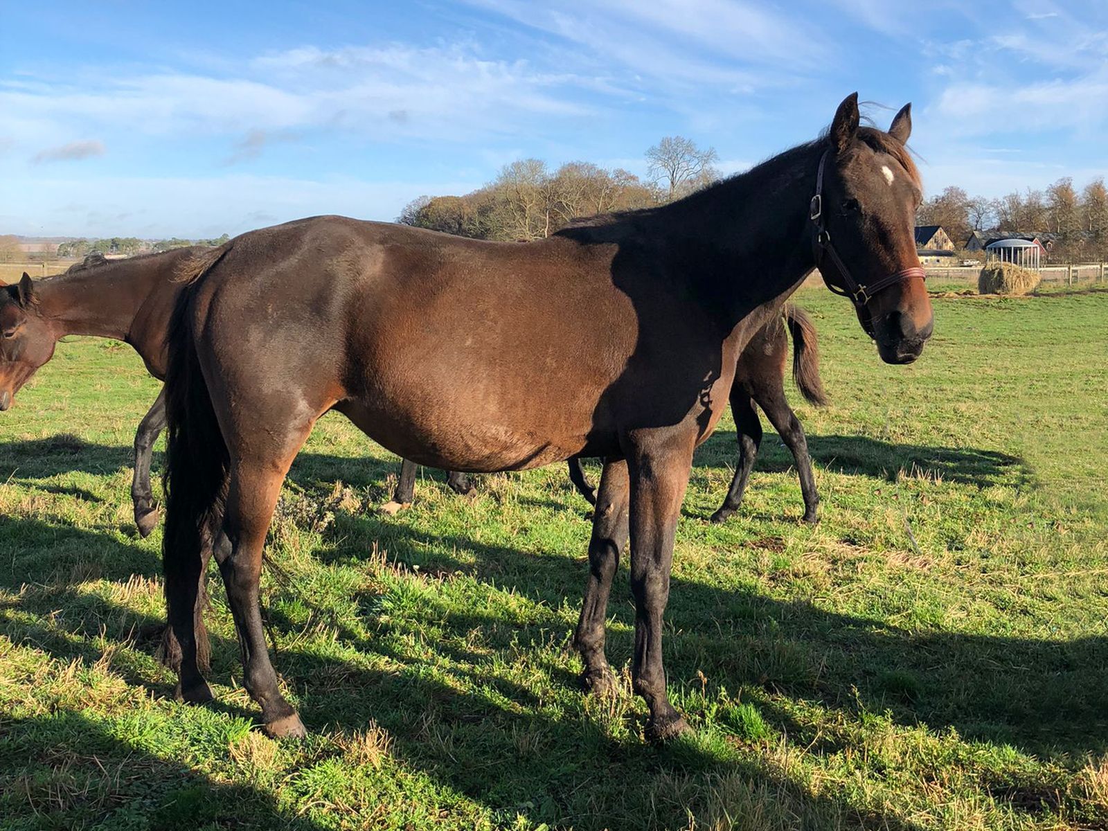 Pure Vanity (US) – Kolgjini Mix 2022 – Partnerauktion – Travera.nu