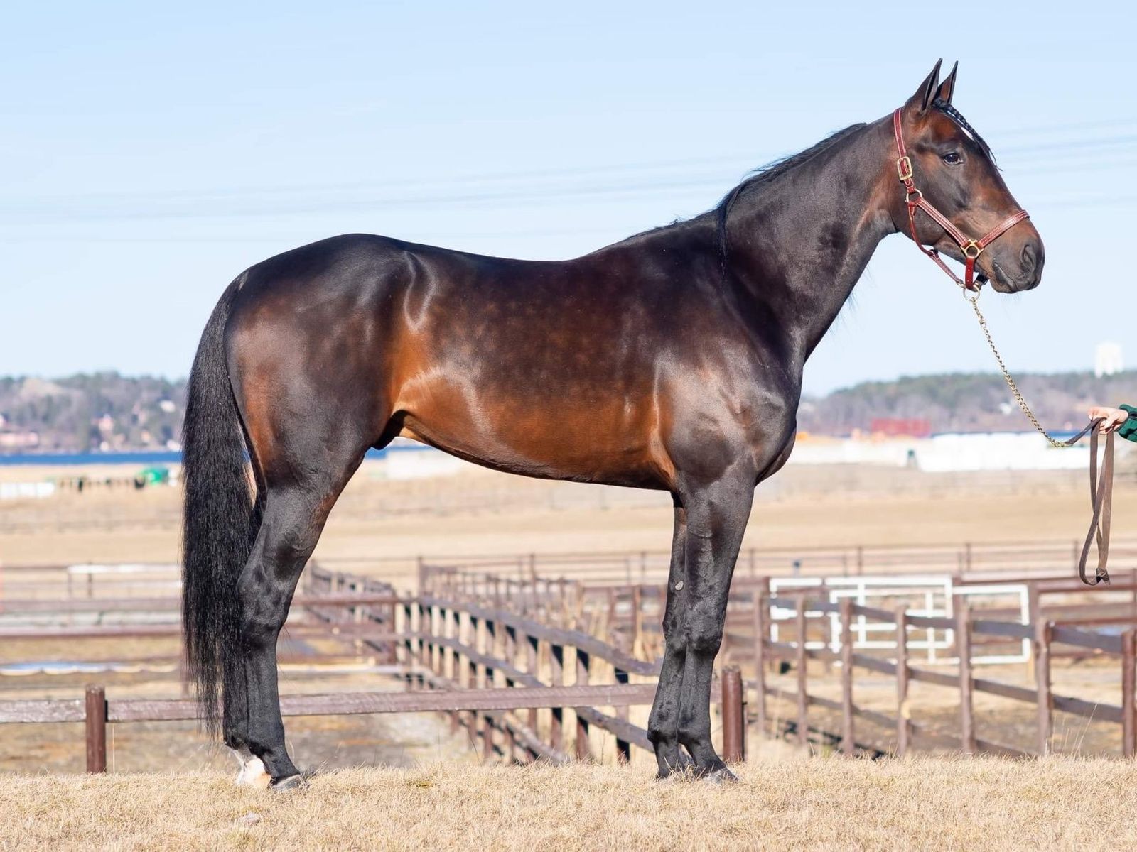 Shejk – Travera.nu