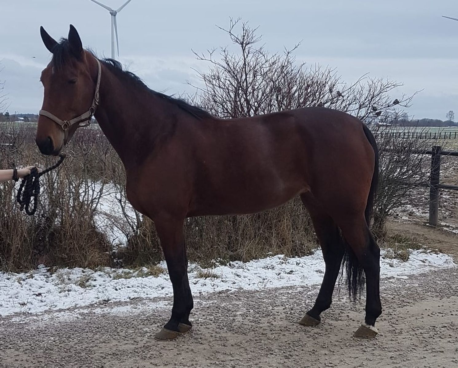 Shimoko – Travera.nu