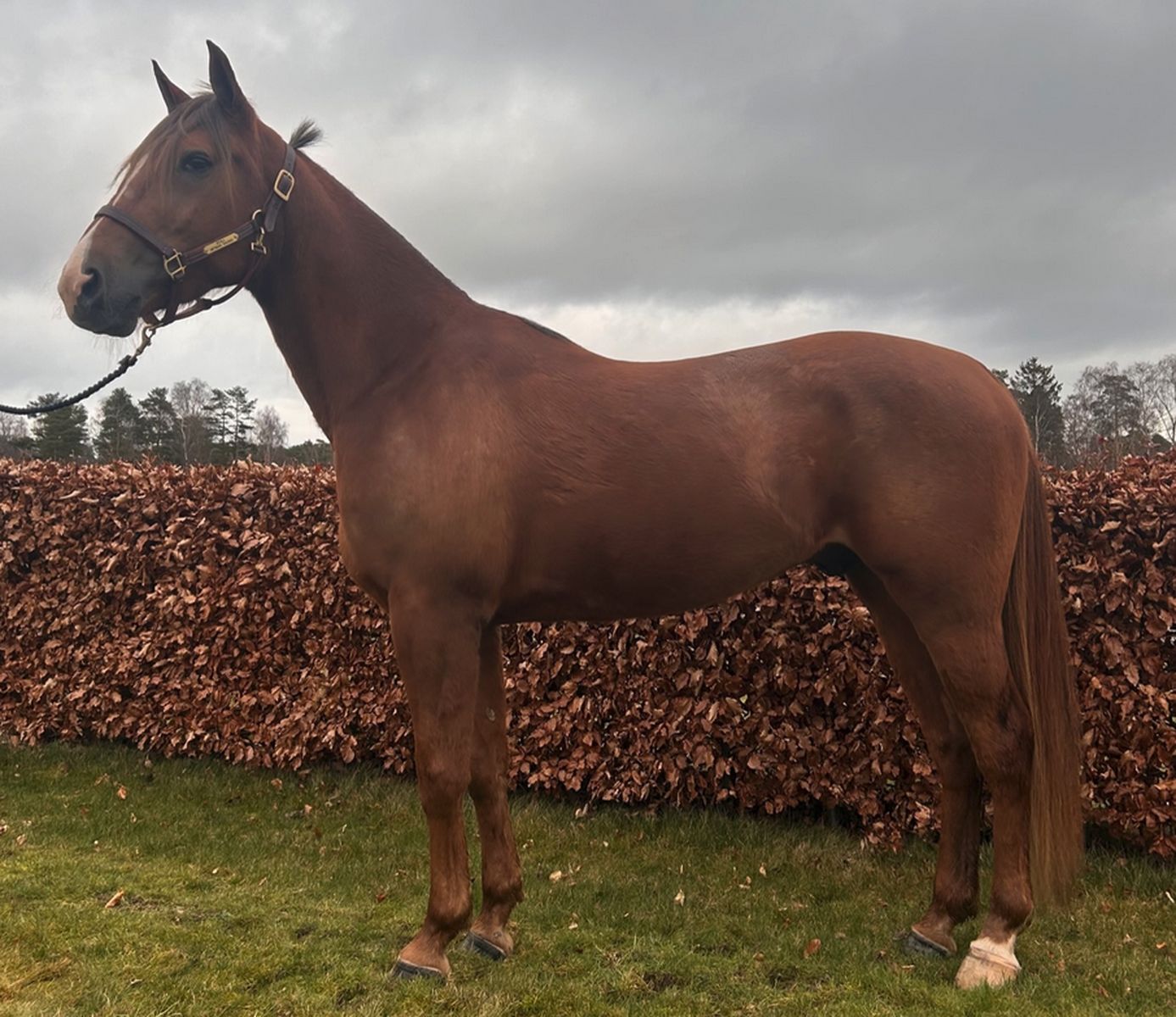 Lion Sisu – Travera.nu