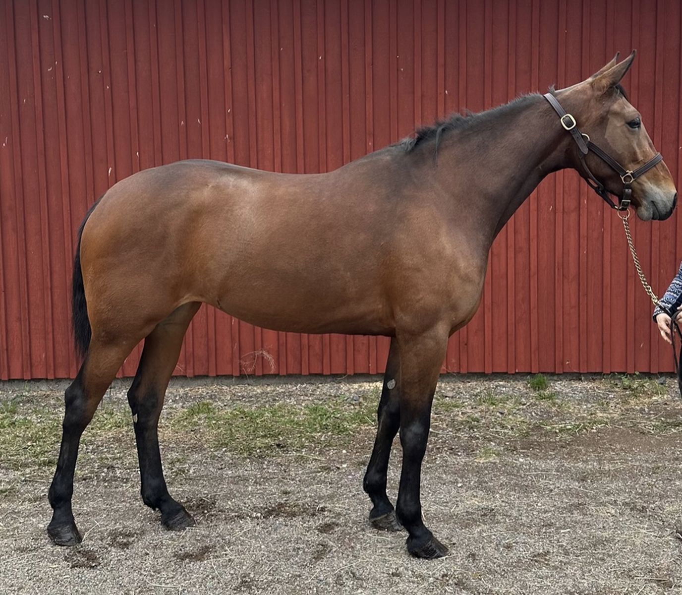 Magic Solutions – Travera.nu