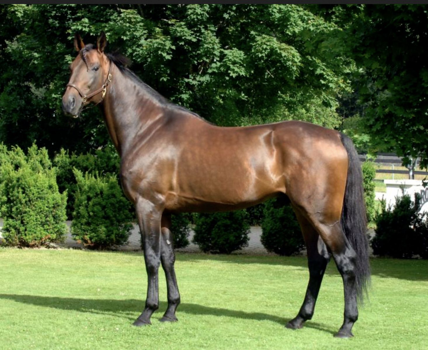 Raja Mirchi 2025 – Travera.nu