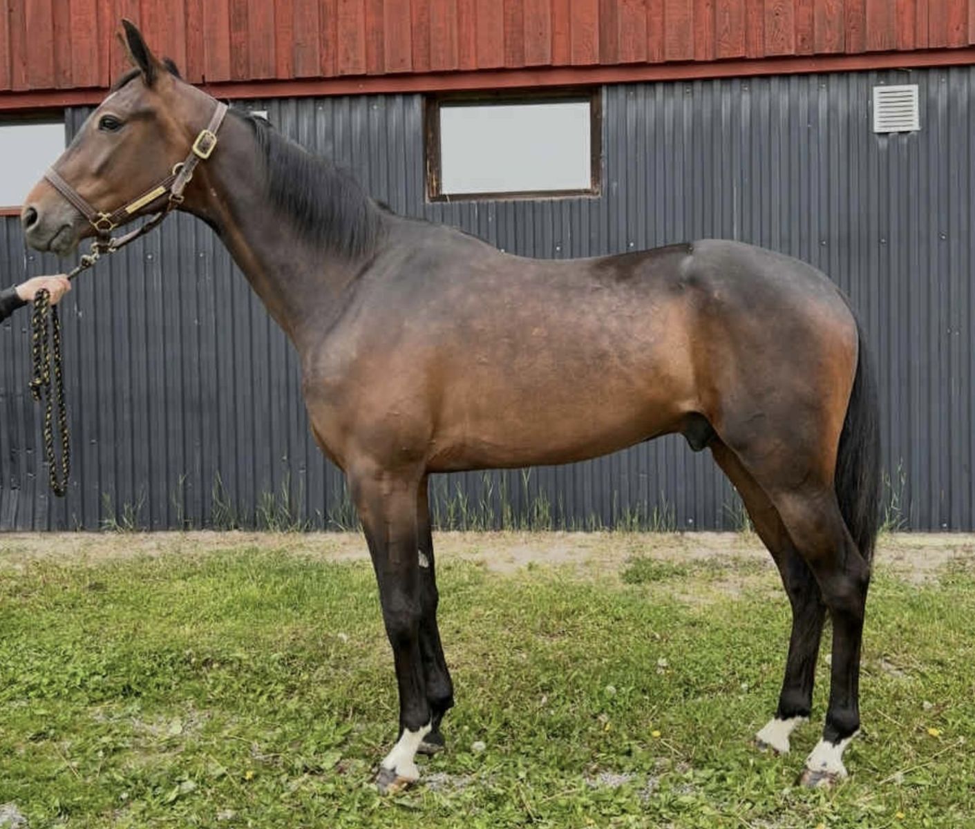 Cruel Eagle – Travera.nu