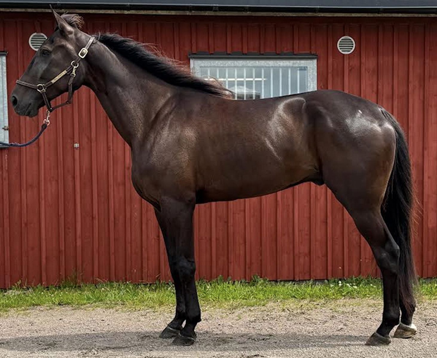 Magic Schermer – Travera.nu