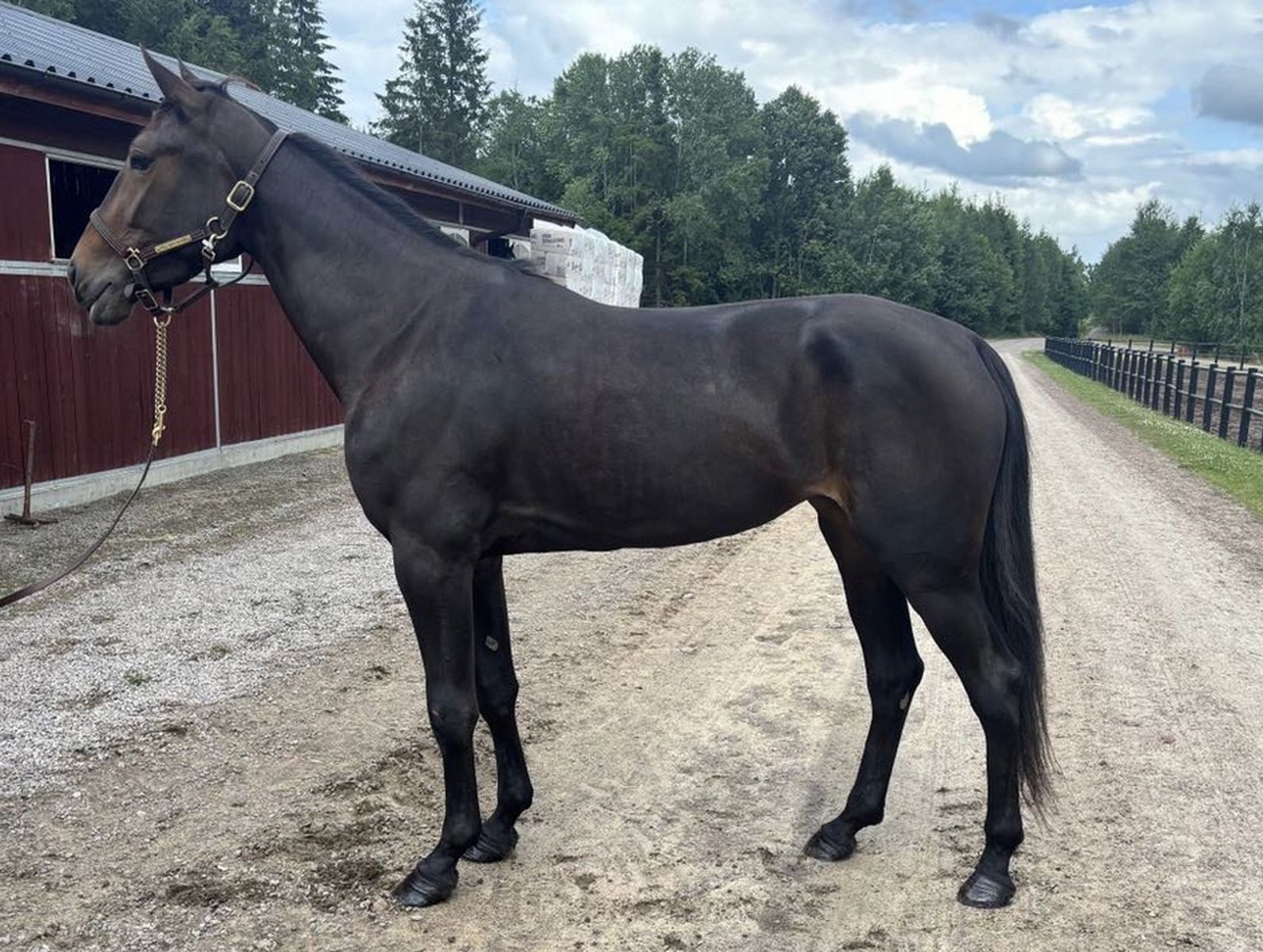 Selmina Venit – Travera.nu