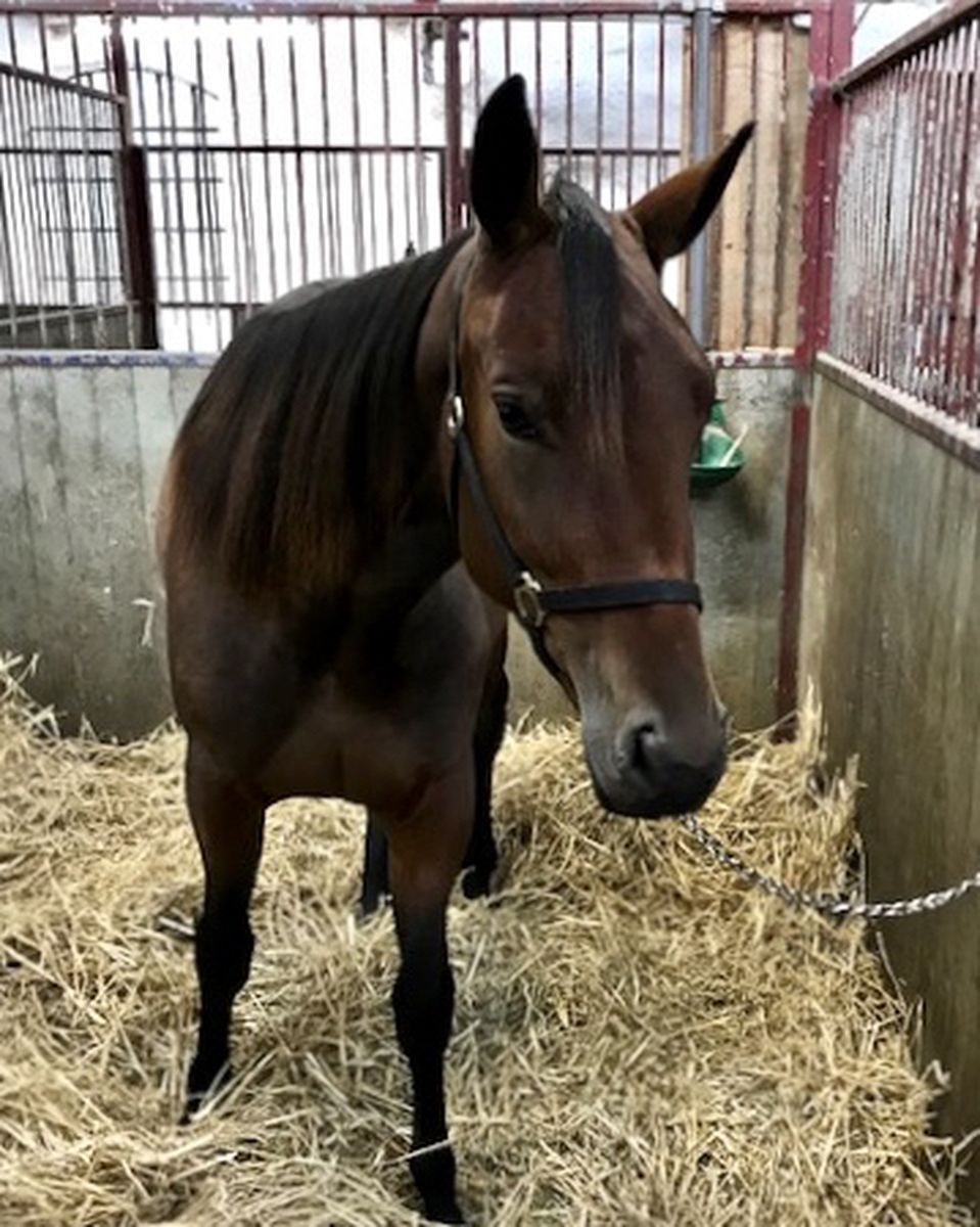 Supercute (NO) – SRF Stable 5 november – Partnerauktion – Travera.nu