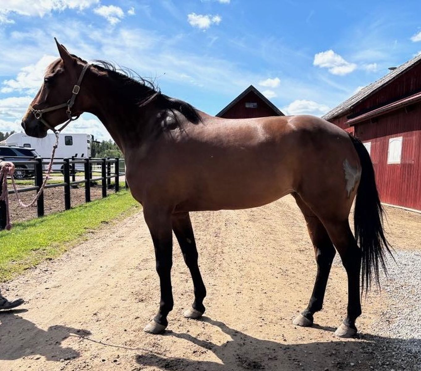 Network Eagle – Travera.nu