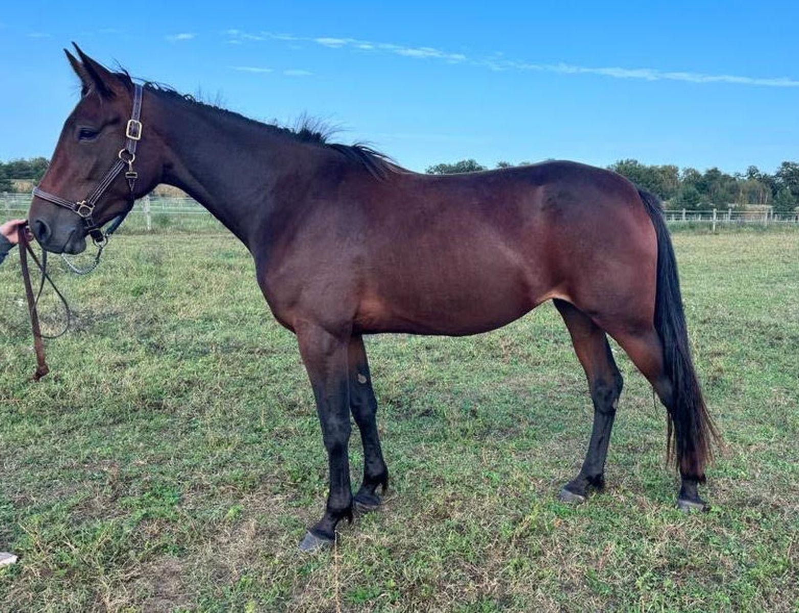 Intrepid Filly (CA) – Travera.nu