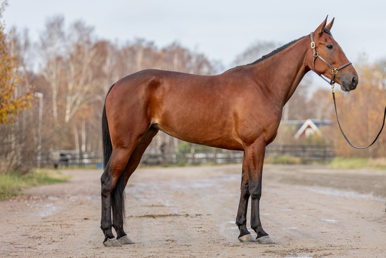 Bicc's Exrae – Travera.nu