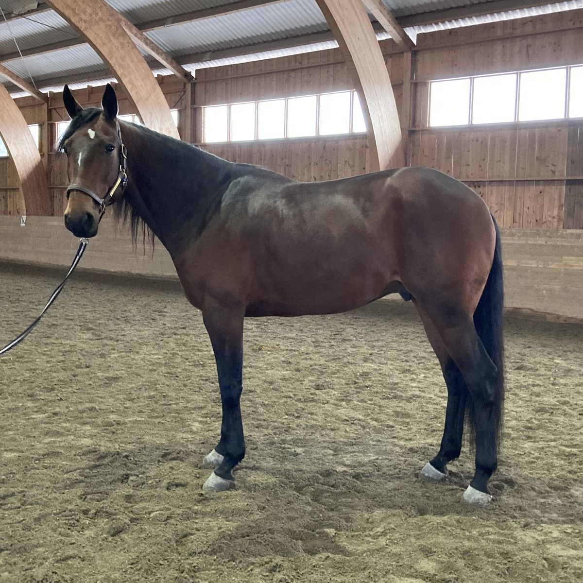 Global Braveheart – Travera.nu