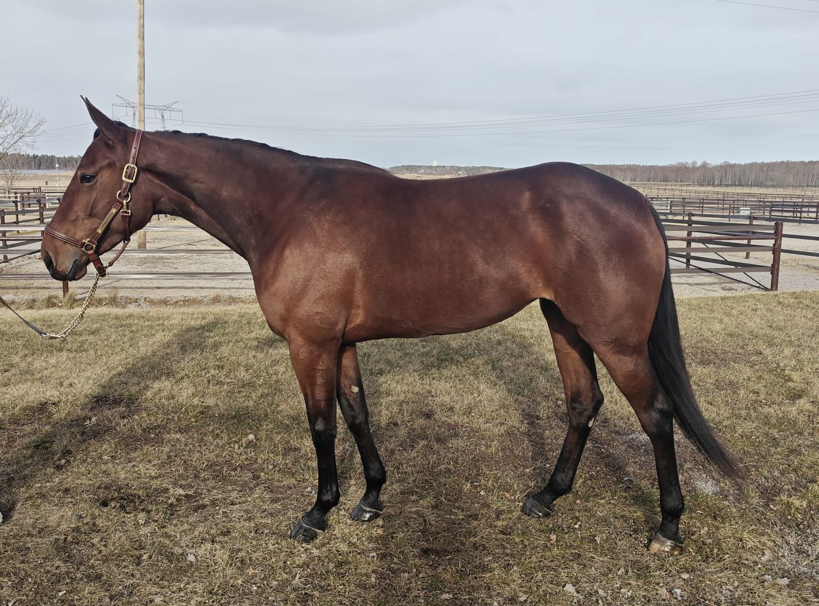 Global Fairyland – Travera.nu