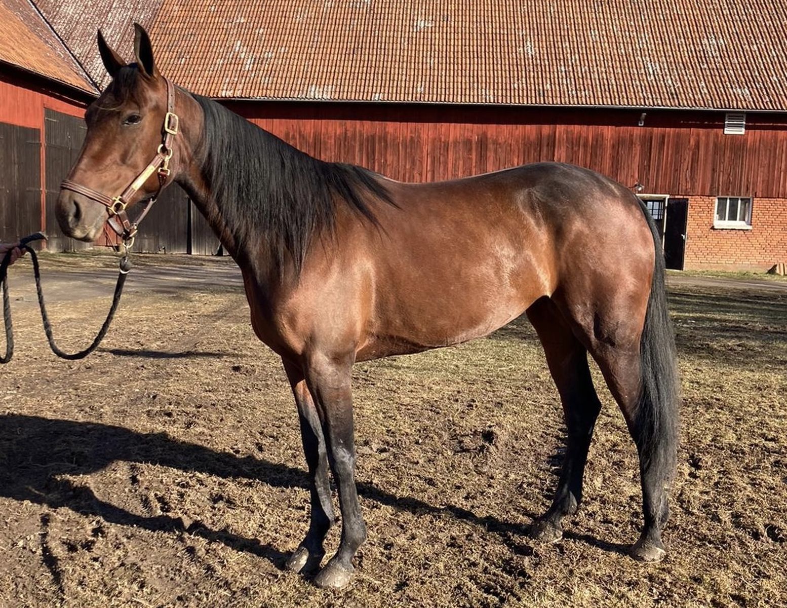 Iynx Racing – Travera.nu