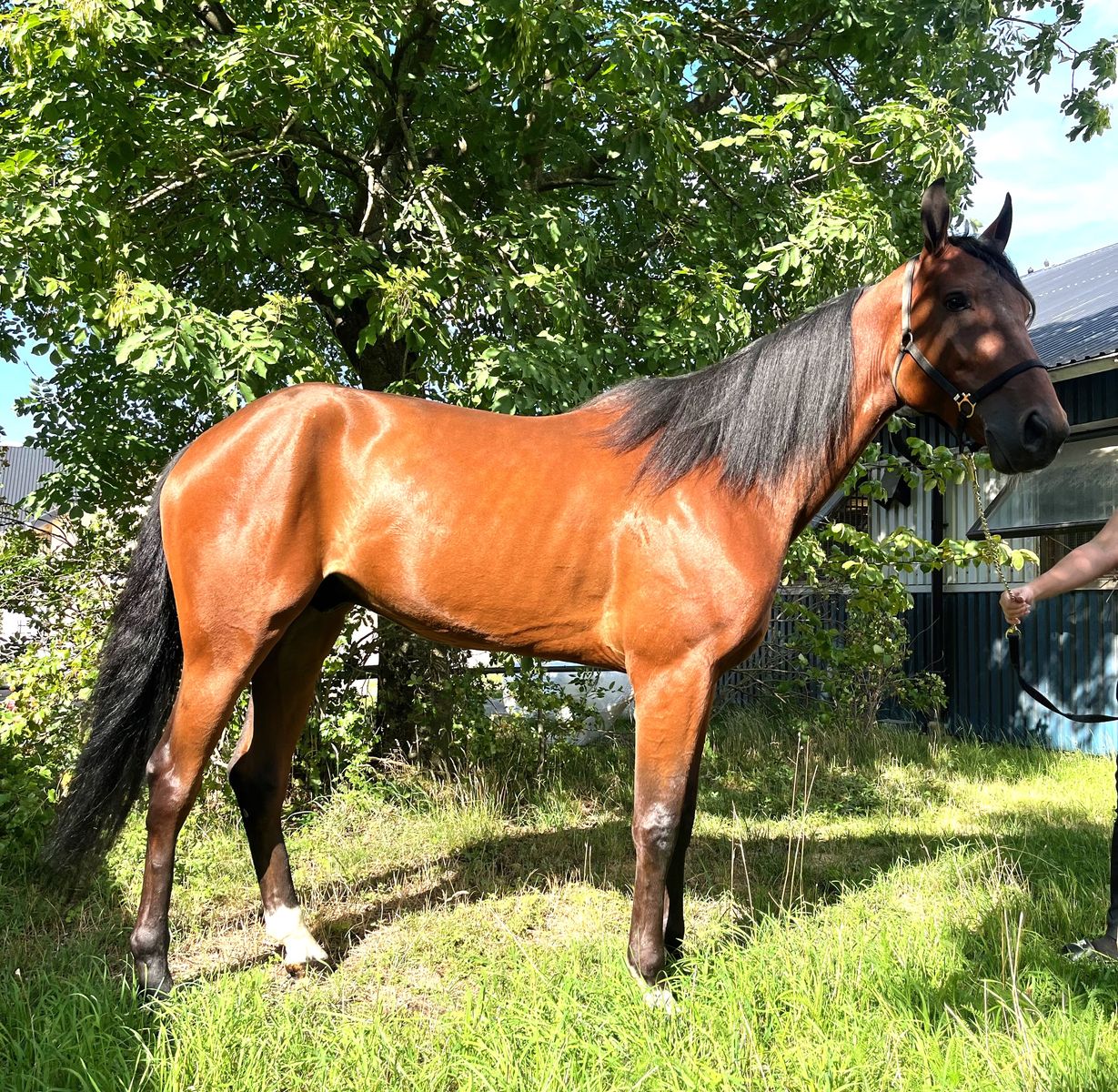 Magic Eagle – Travera.nu