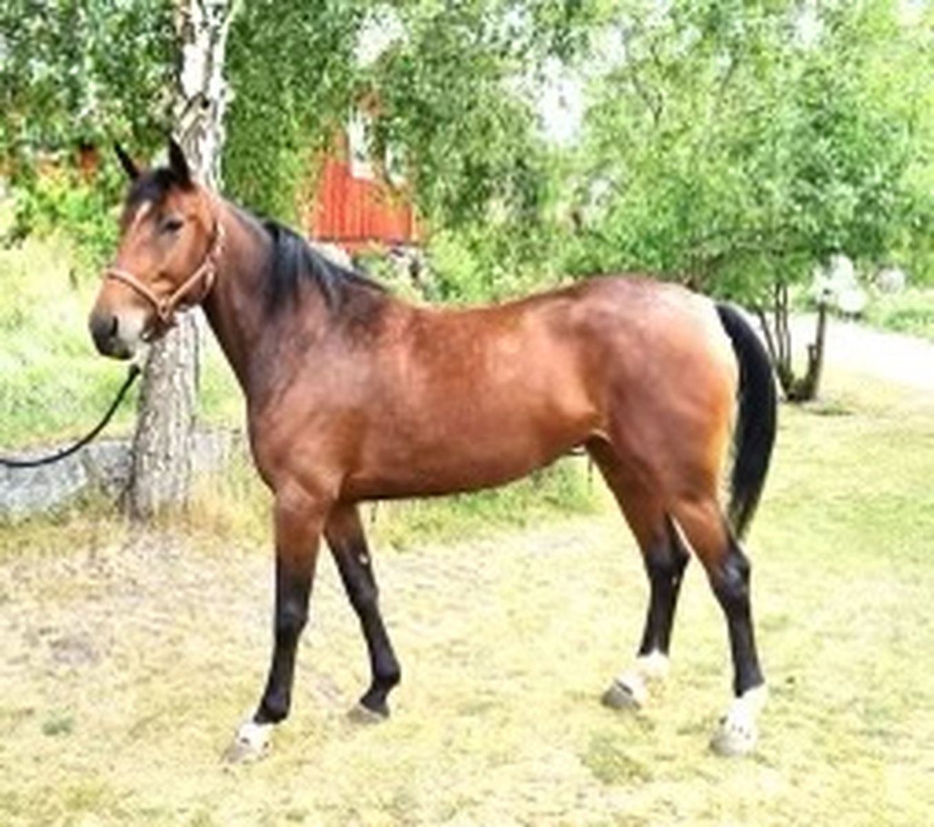 Instant Pace – Travera.nu