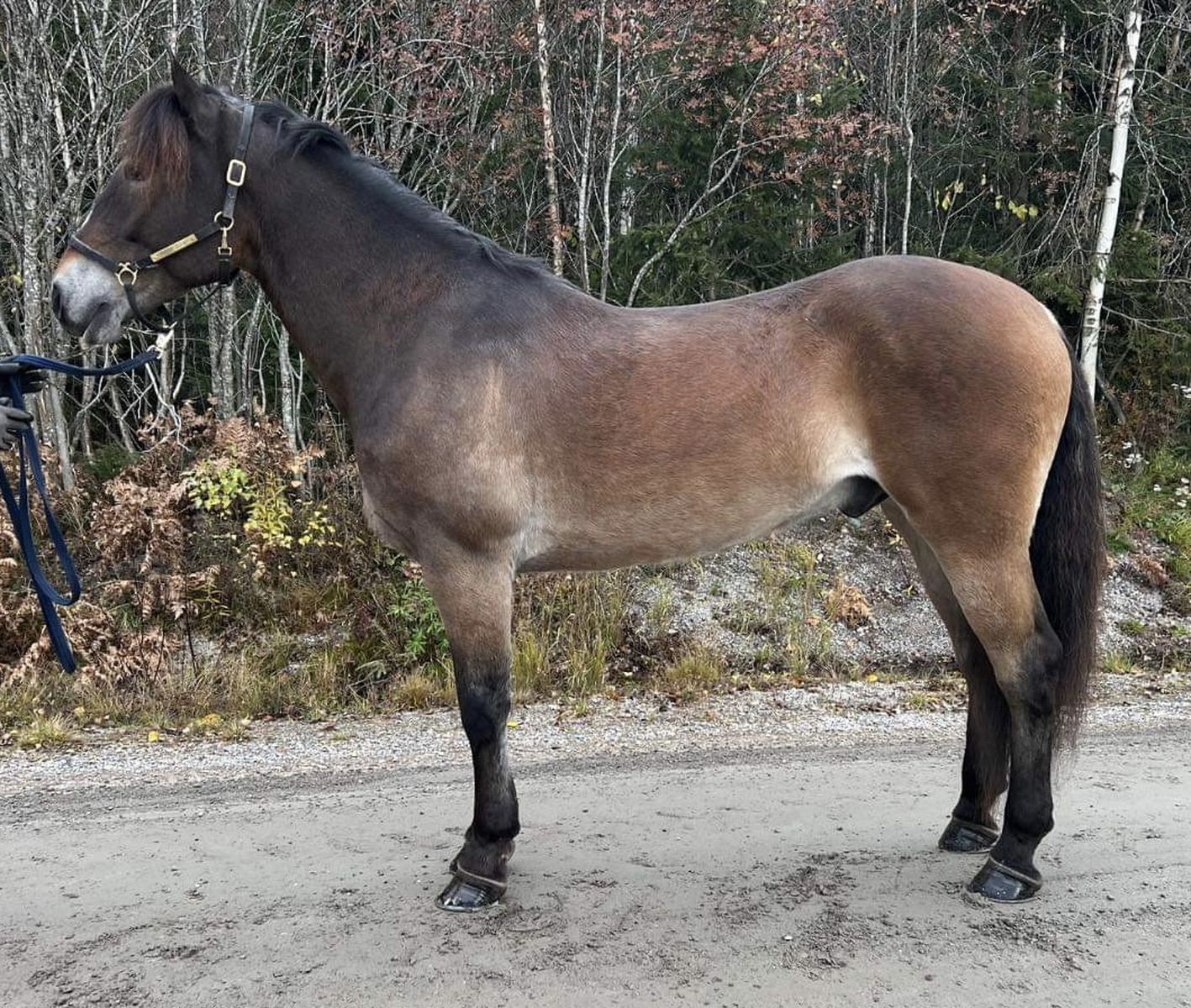 Kavaleren* (NO) – Kallblodsauktion 29 oktober – Partnerauktion – Travera.nu