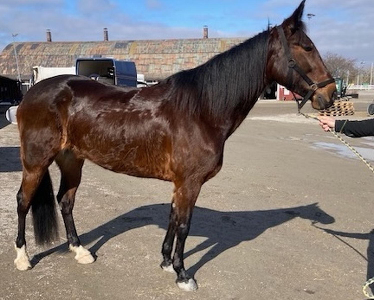 Livi Princess H.M. – Travera.nu