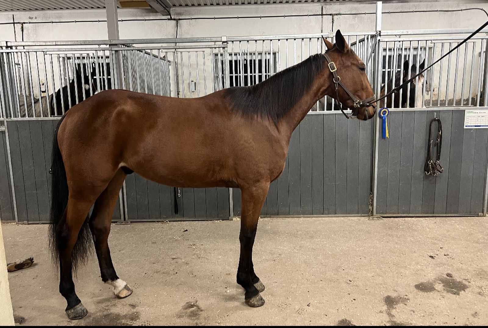 Mr Parker – Travera.nu