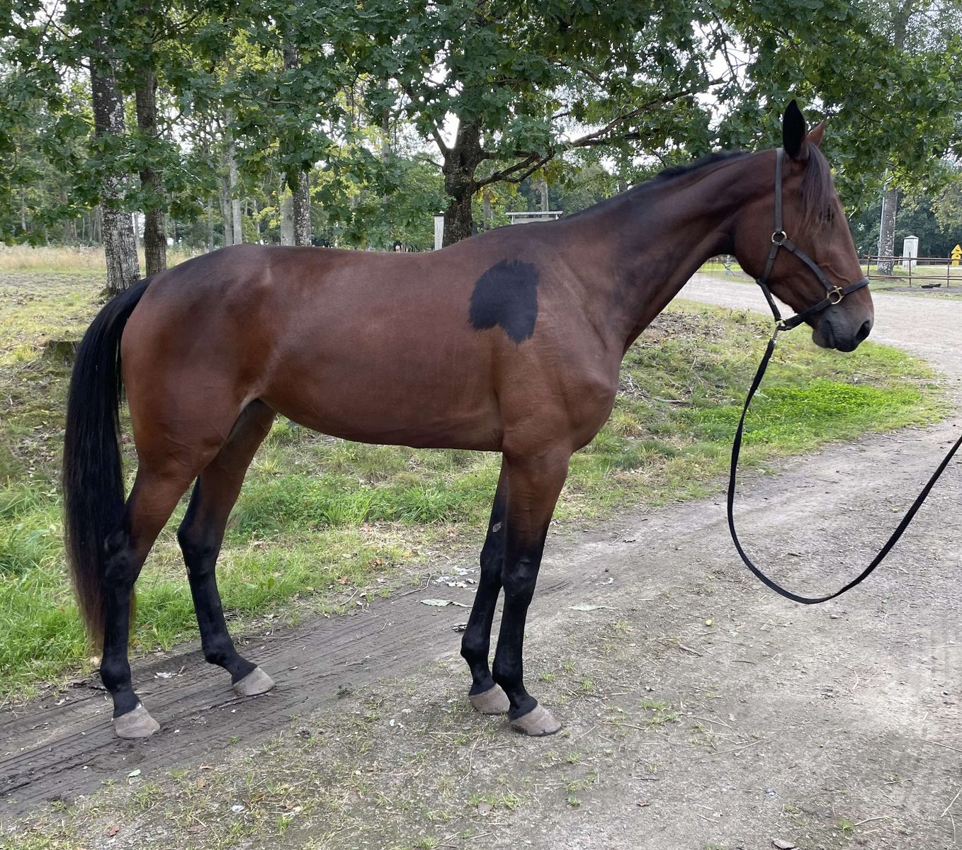 Madame In – Travera.nu