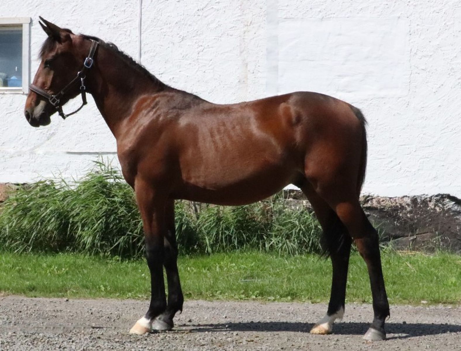 Bring Da Ruckus – Travera.nu