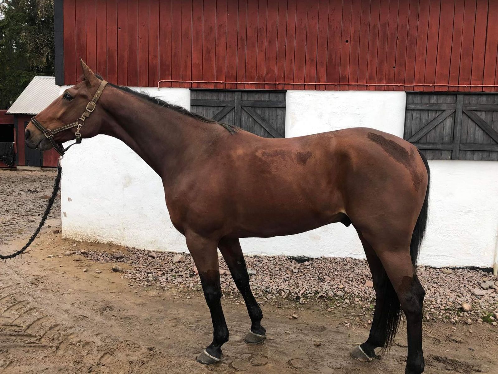 The Special Man F. – Travera.nu