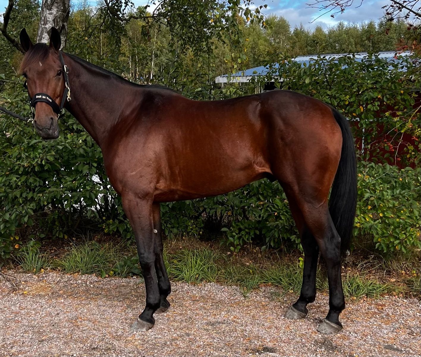 Thell a Secret – Travera.nu