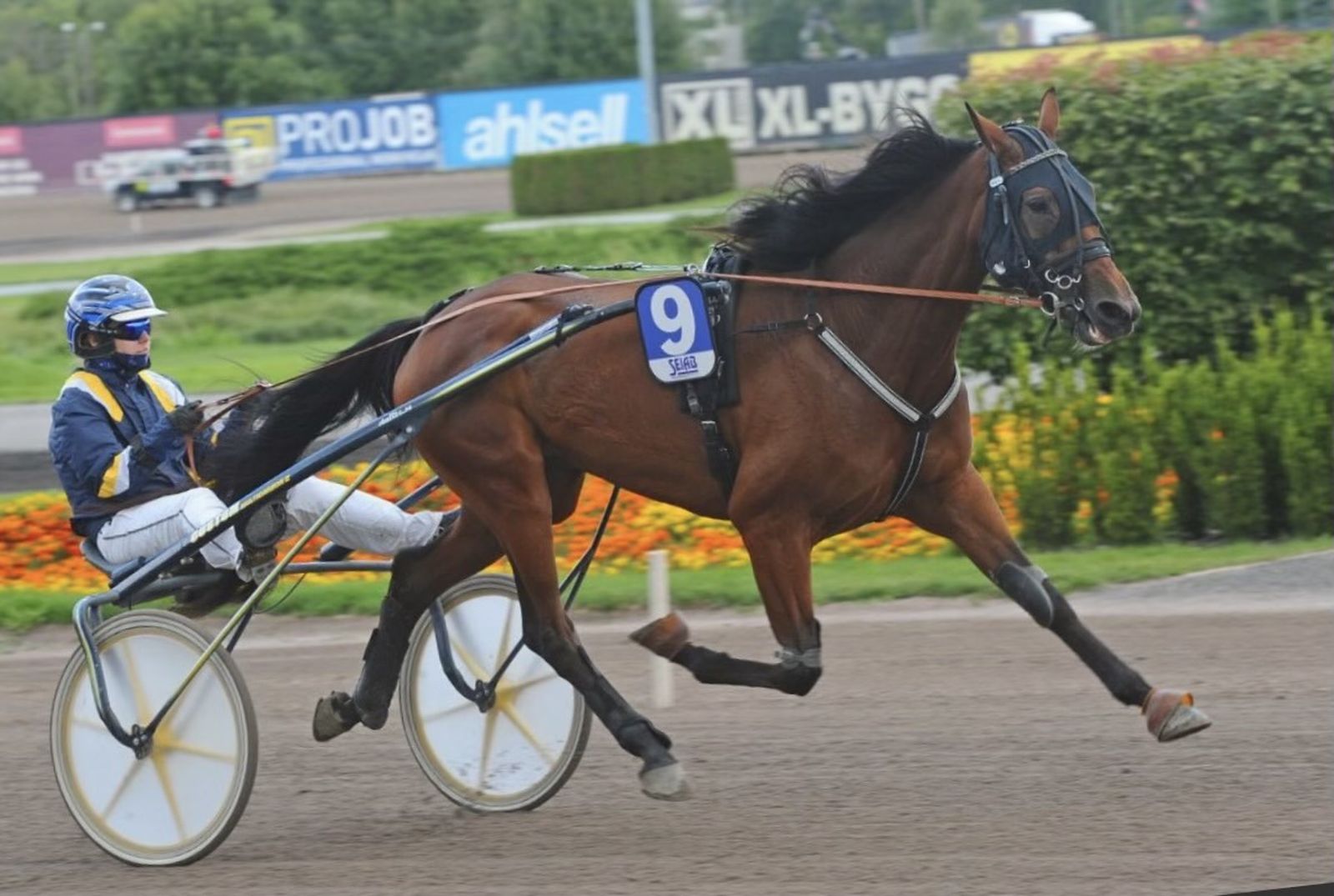 Vista's Eagle – Travera.nu