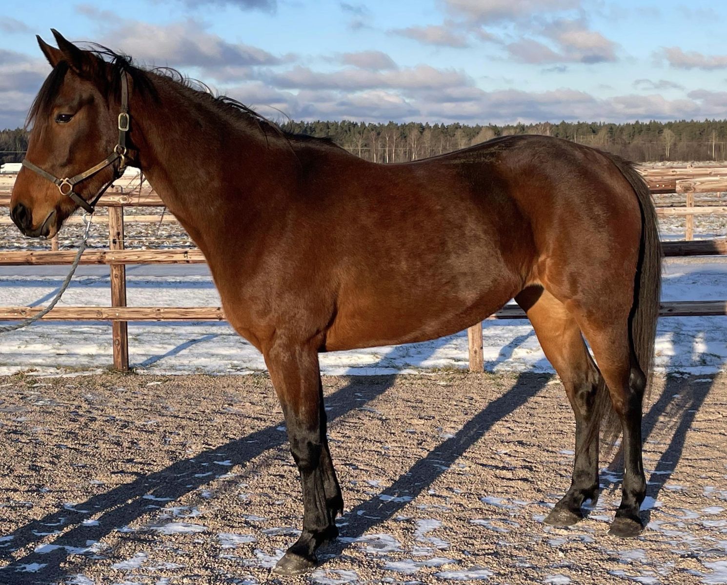 Wagamama Pellini – Travera.nu