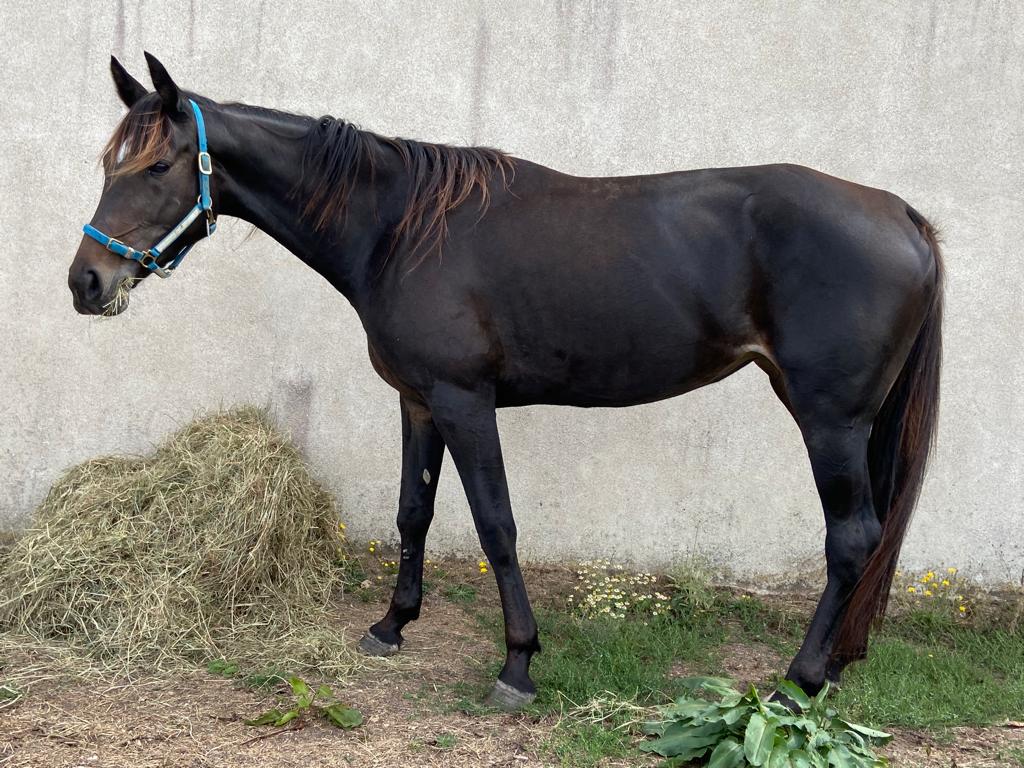 Fölsto kostade mest – Aktuellt – Travera.nu
