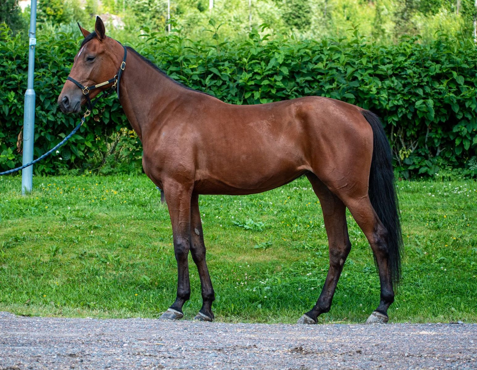 360.000 för tvååring – Aktuellt – Travera.nu