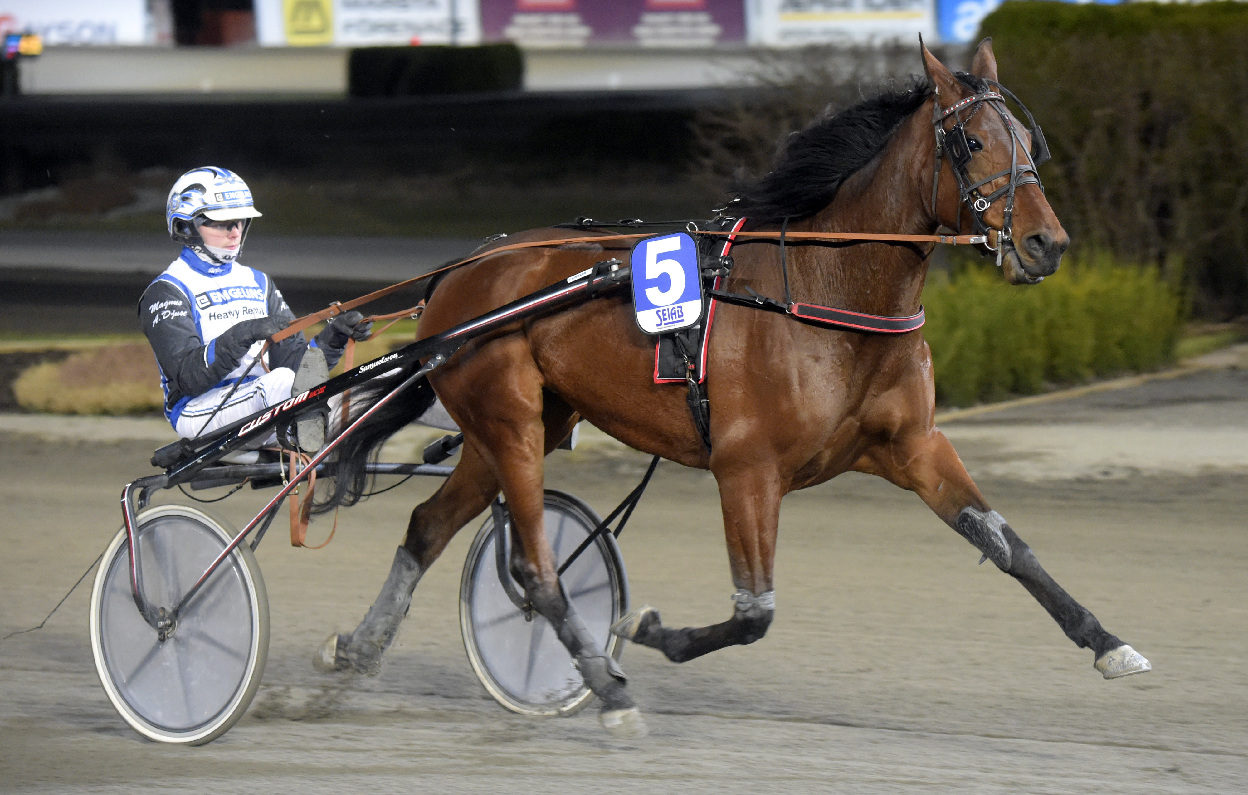 Chiffchaff dyrast – Aktuellt – Travera.nu