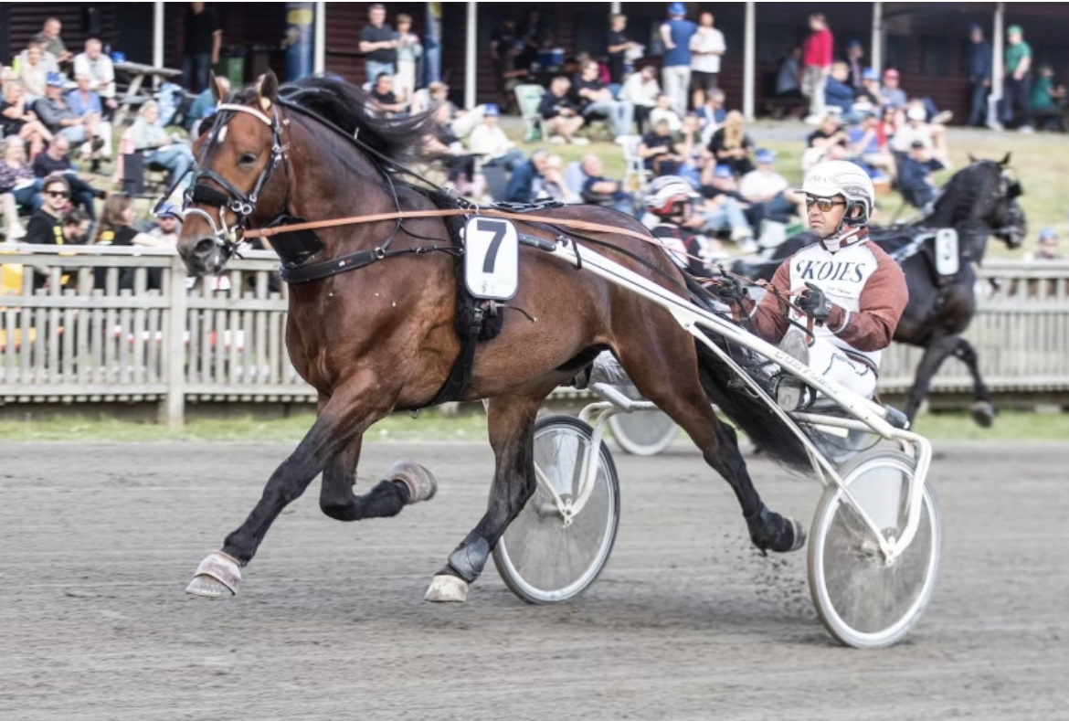 Stekhett kallblod! – Aktuellt – Travera.nu