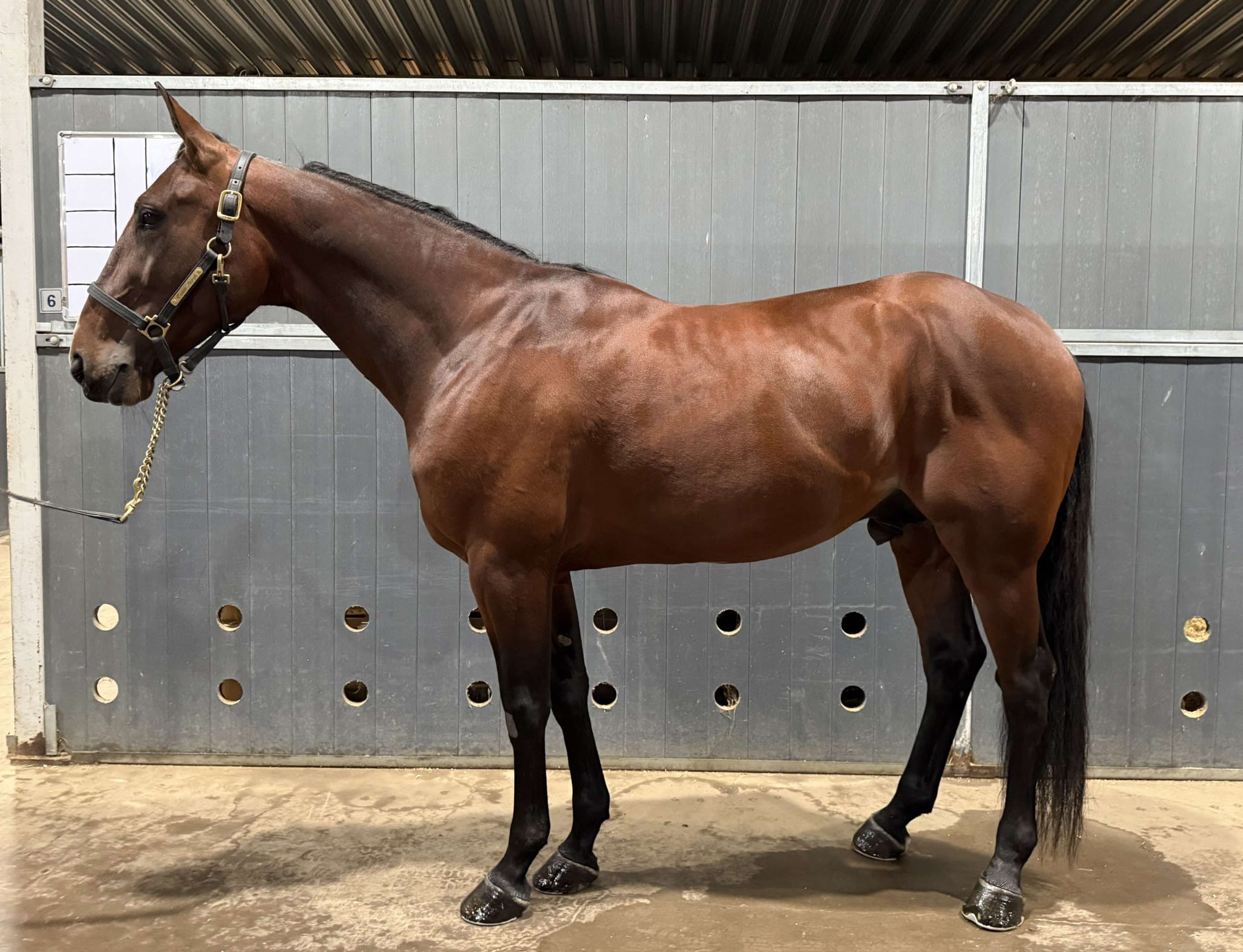 Full fart med Ferrara – Aktuellt – Travera.nu