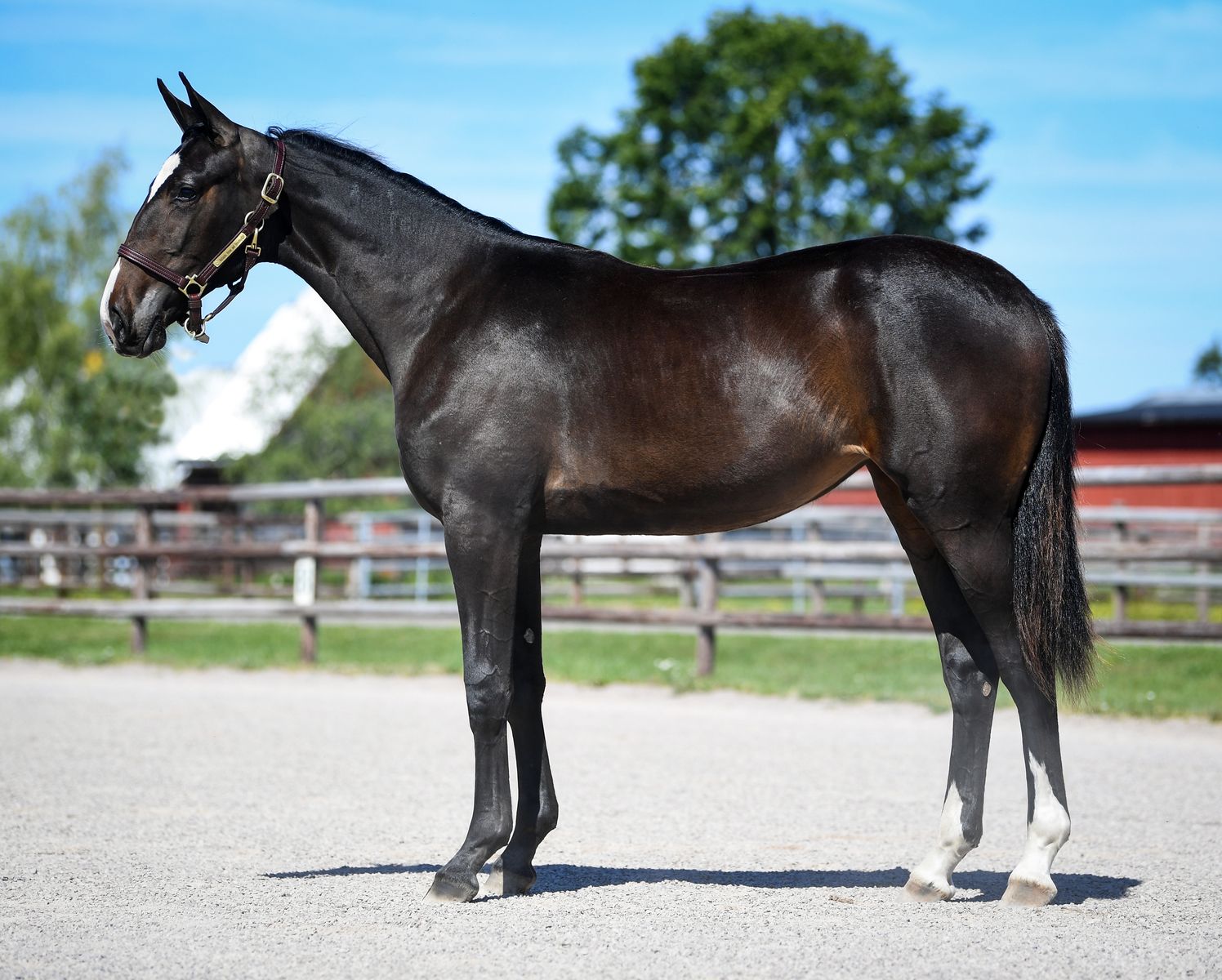 Ettåring blev dyrast – Aktuellt – Travera.nu