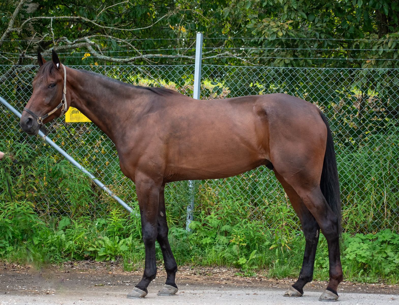 Lionel Mearas för 680.000 – Aktuellt – Travera.nu