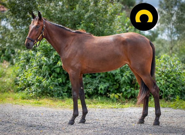 Malarkey för 280.000 – Aktuellt – Travera.nu