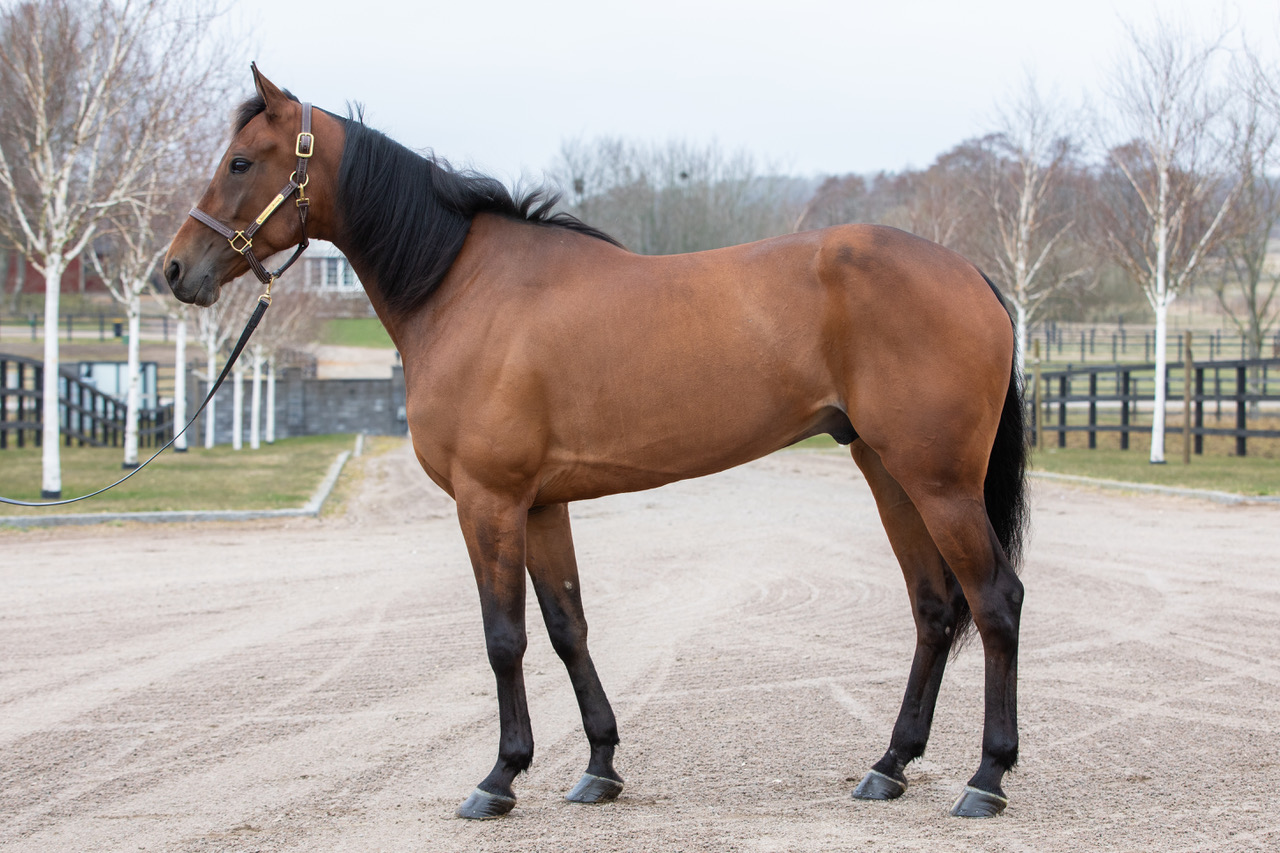 Muzzle från rekord till Finland – Aktuellt – Travera.nu