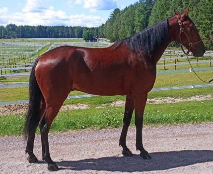 Pepparn drog norrut – Aktuellt – Travera.nu
