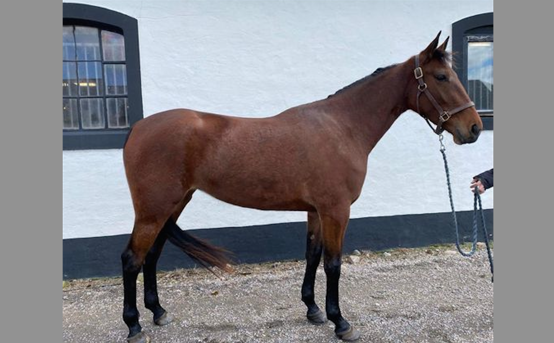 Princessa för 410.000 kronor – Aktuellt – Travera.nu