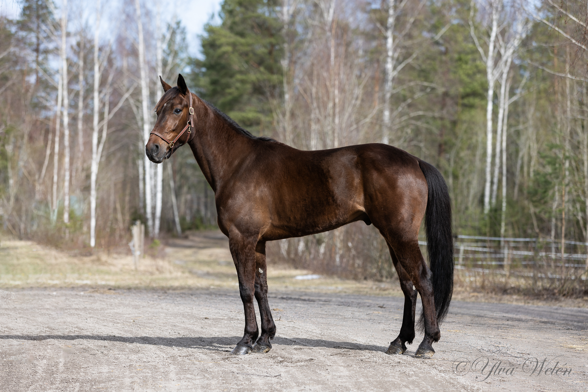 Dansk dynamit smällde högst – Aktuellt – Travera.nu